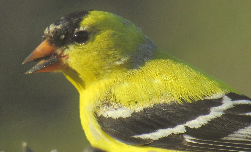 Spring Birds - Tapestry Institute