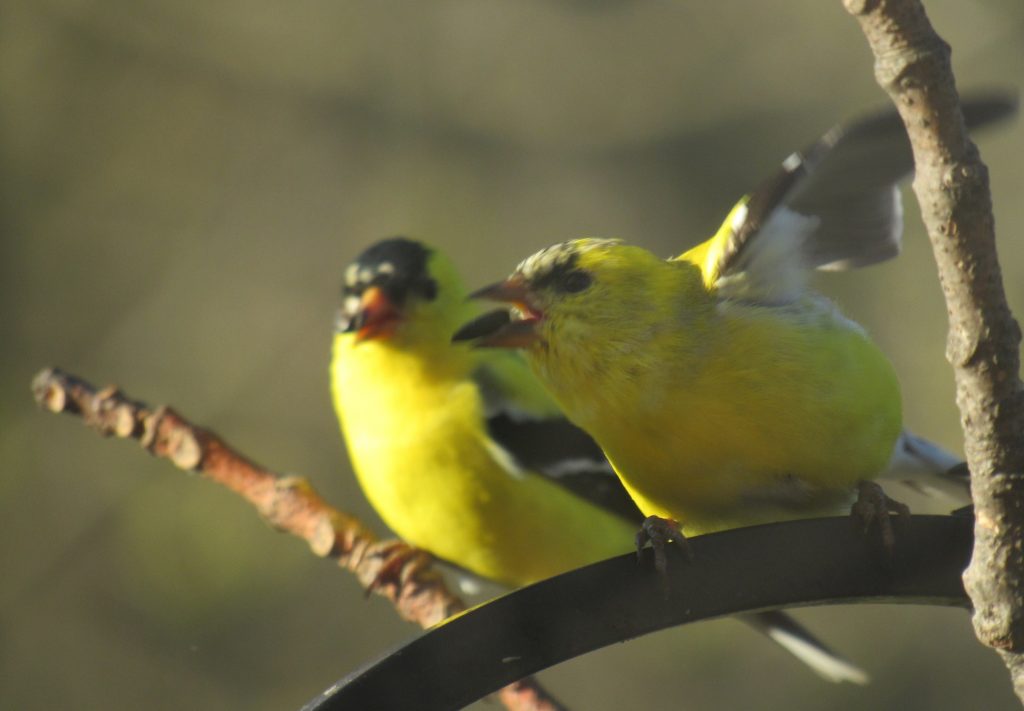 Spring Birds - Tapestry Institute